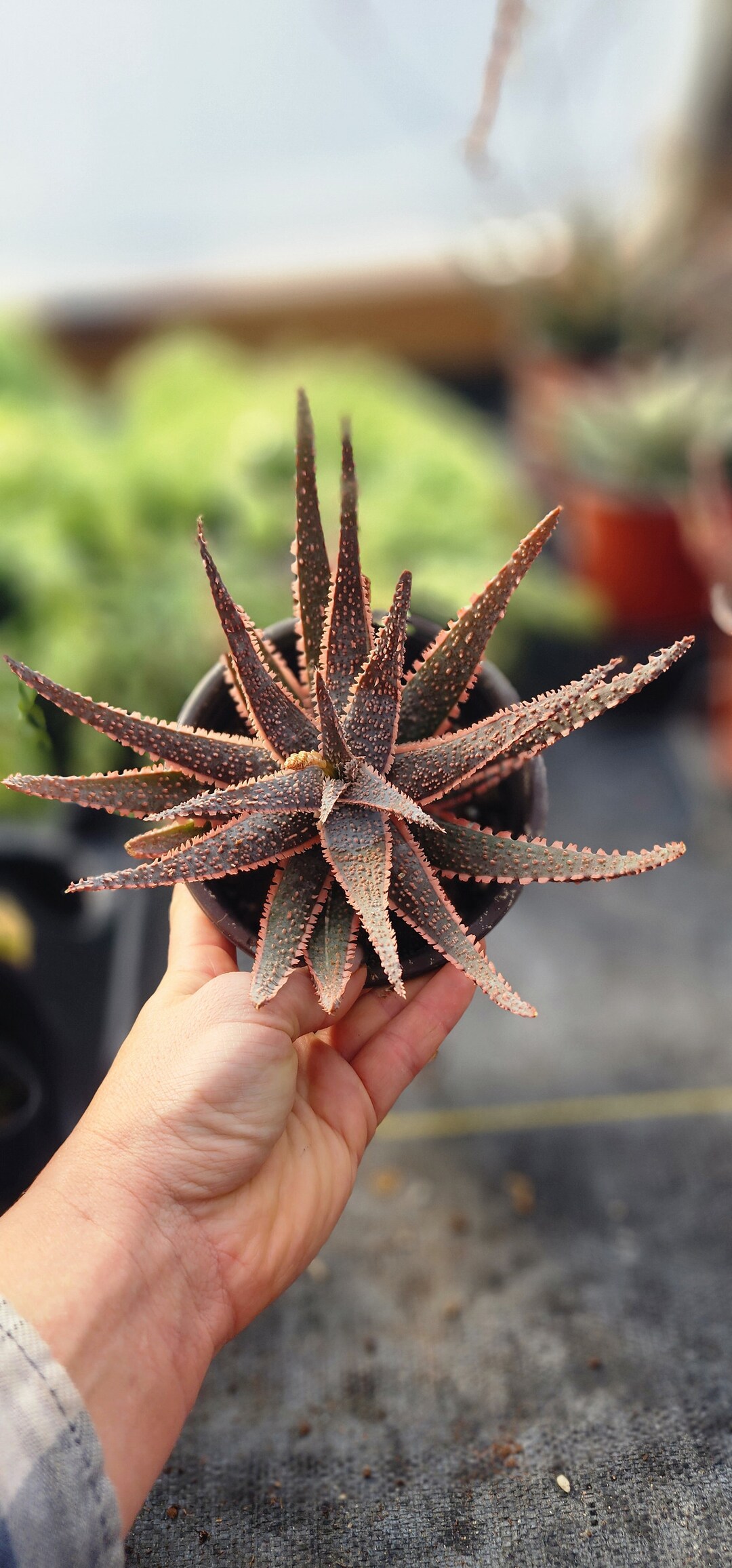 Hybrid Aloe Purple Haze - Etsy