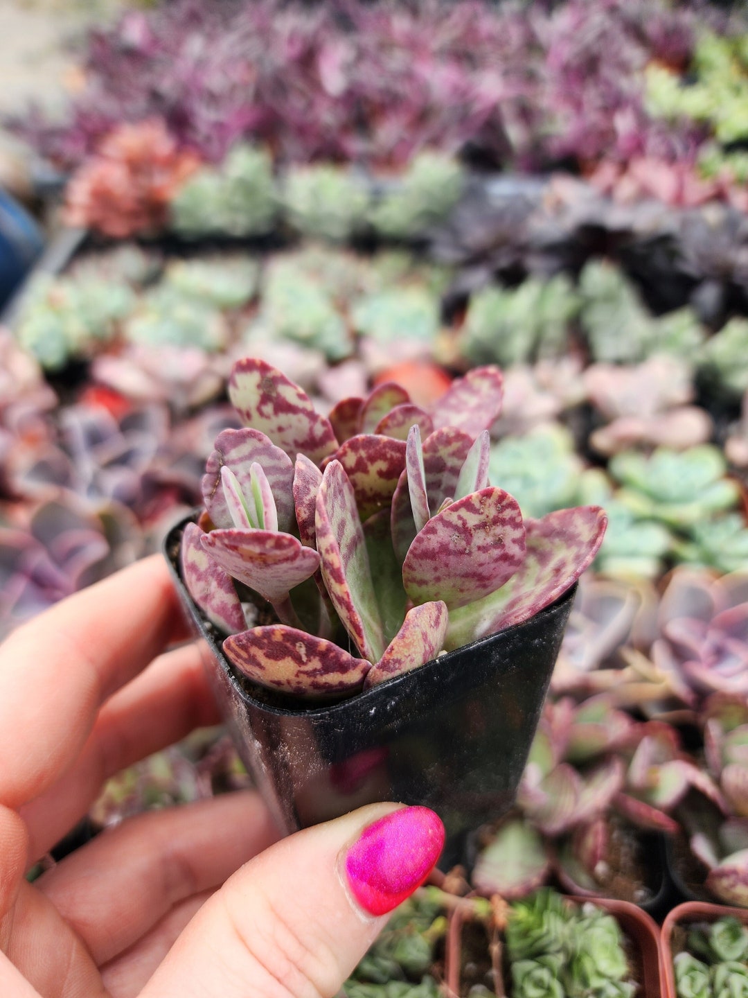 Kalanchoe Humilis tiger Kalanchoe 2 - Etsy