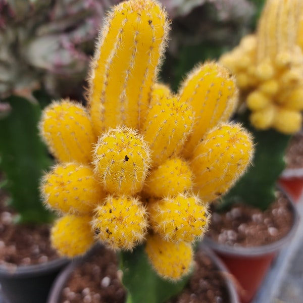 Yellow Christmas Cactus - Etsy