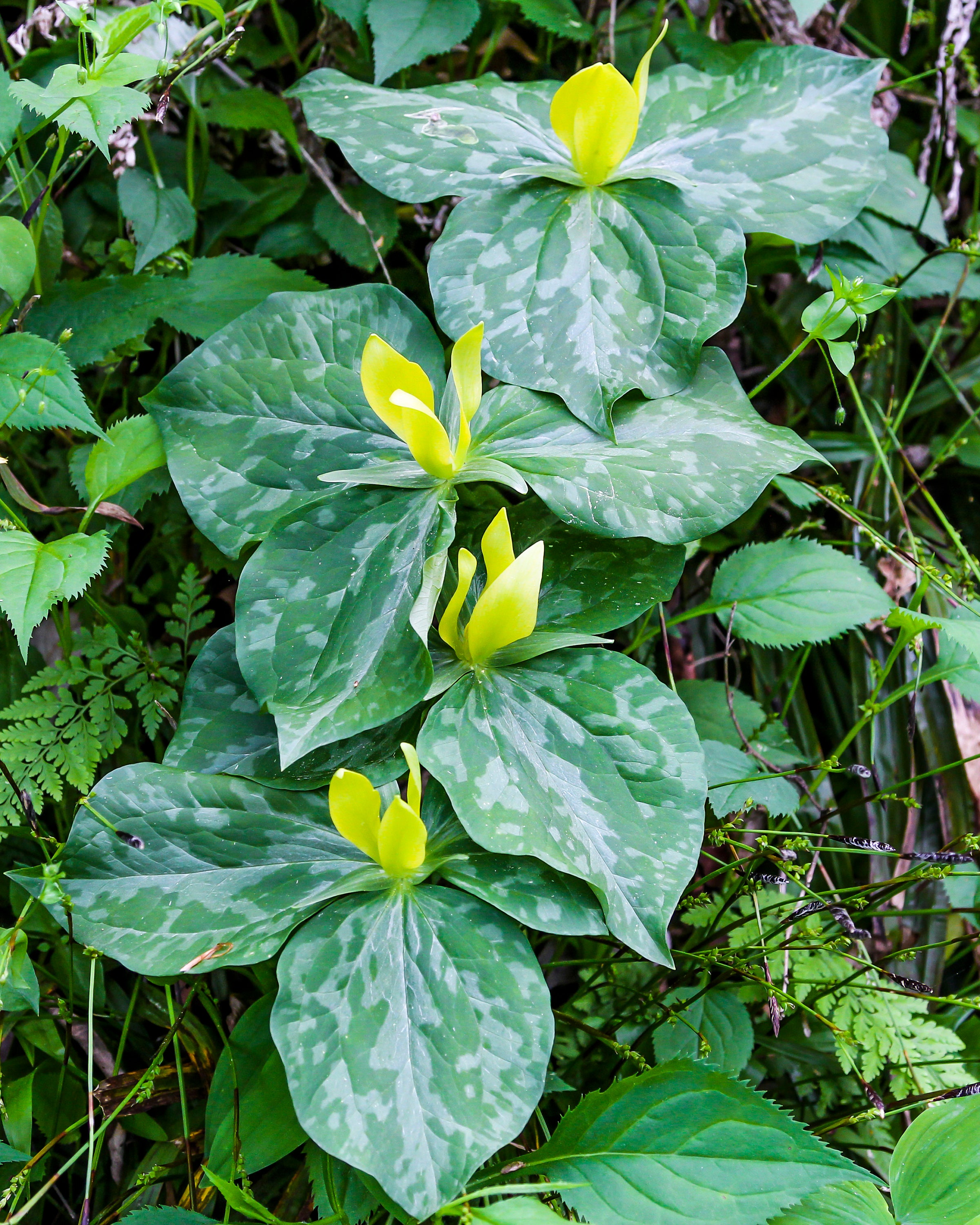 Yellow Trillium in the GSMNP - Etsy