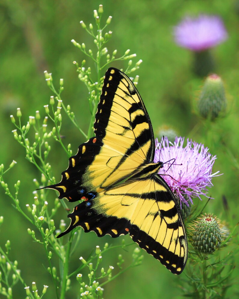 Yellow Swallowtail in a Pink Flower - Etsy