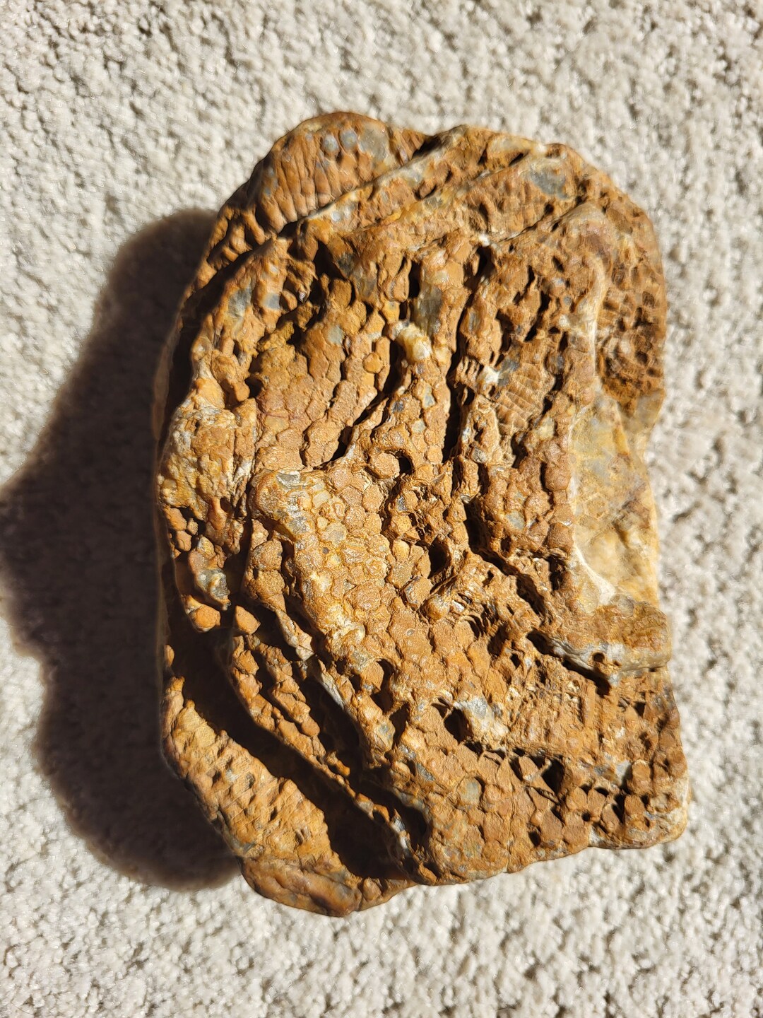 Agatized Favosite / Honeycomb Coral Colony Fossil - Etsy