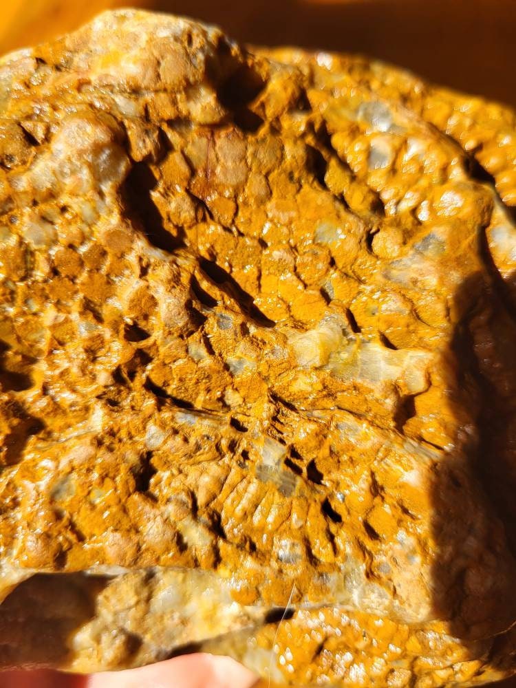Agatized Favosite / Honeycomb Coral Colony Fossil - Etsy