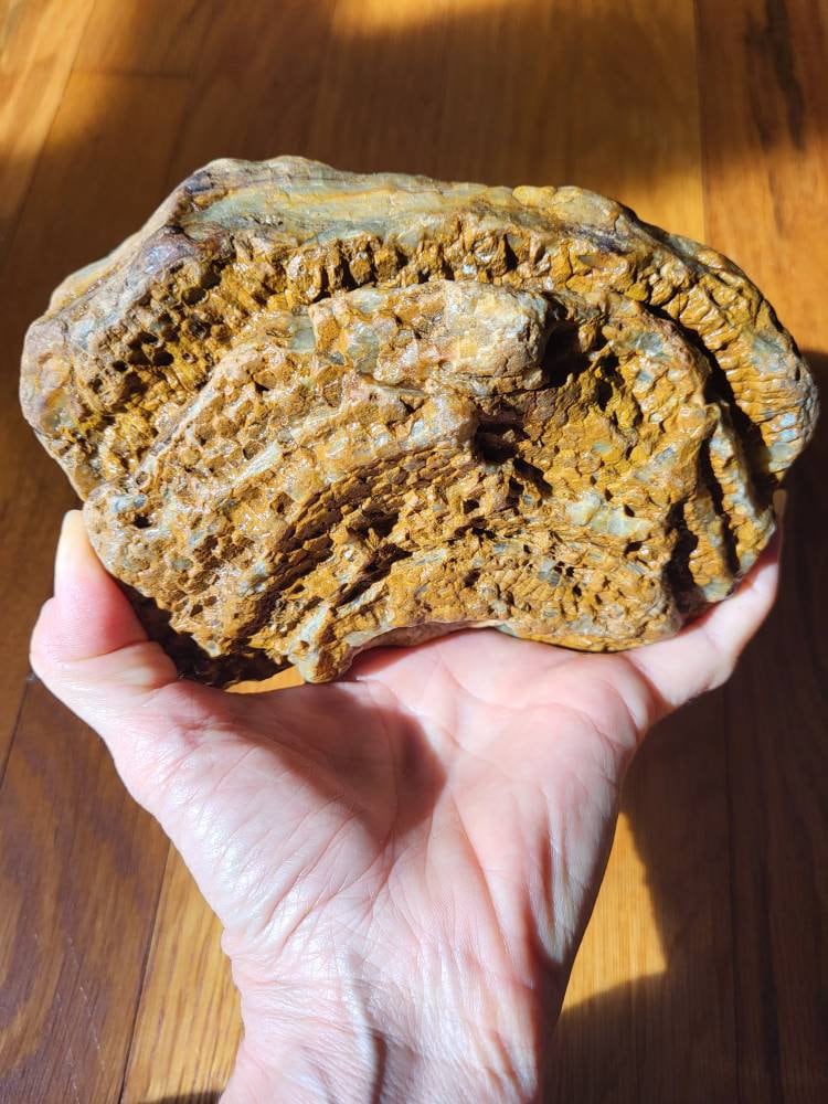 Agatized Favosite / Honeycomb Coral Colony Fossil - Etsy