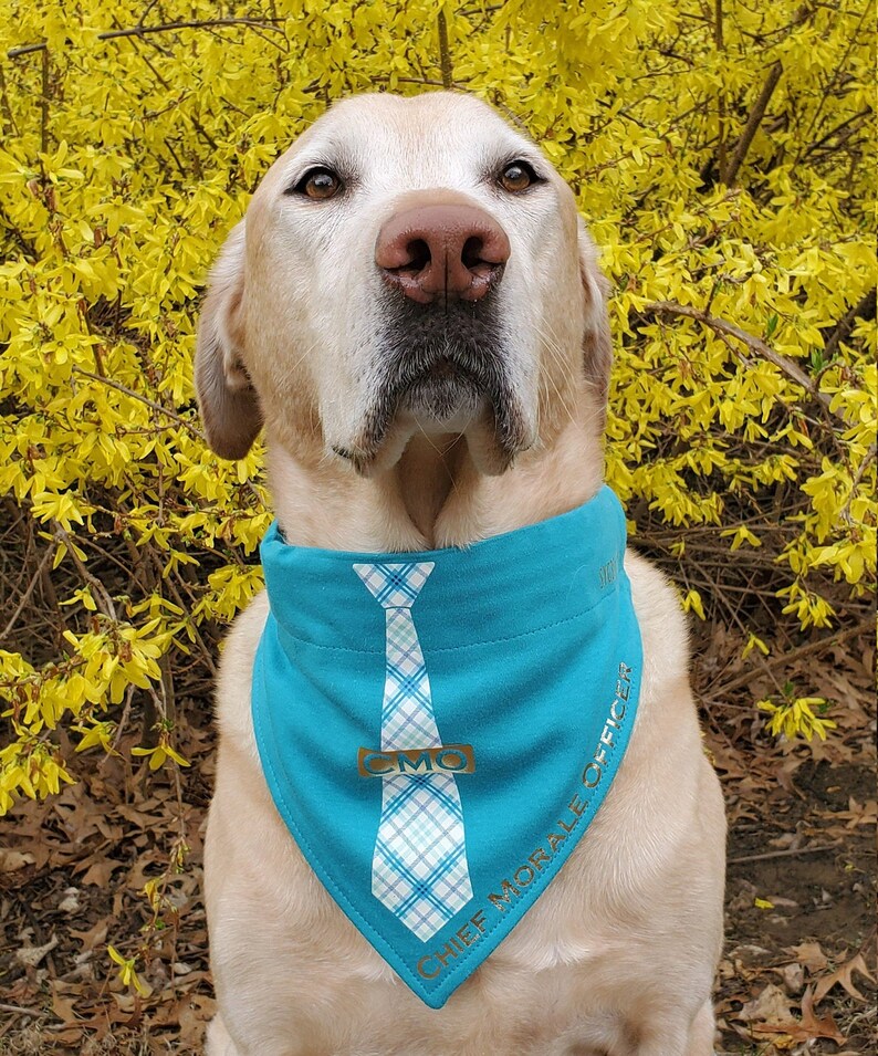CMO - Chief Morale Officer. Funny Dog Bandana. Over-the-collar. Office ...