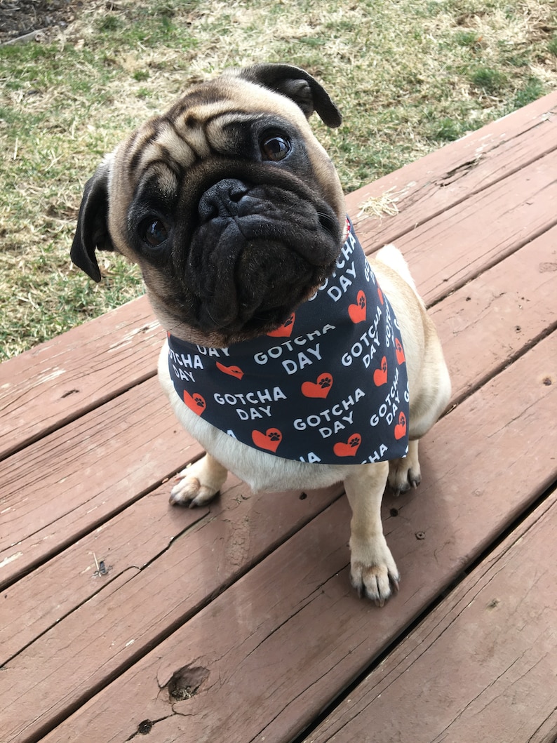 Gotcha Day Dog Bandana Gotcha Day Gifts Birthday Dog Etsy gotcha-day-dog-bandana-gotcha-day-gifts-birthday-dog-etsy