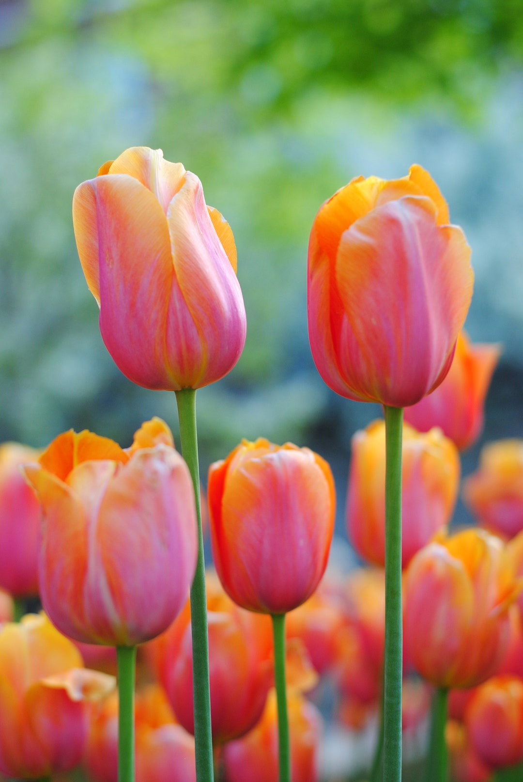 Pink Tulips Tulip Time Holland Michigan PRINT: Nature Photography - Etsy
