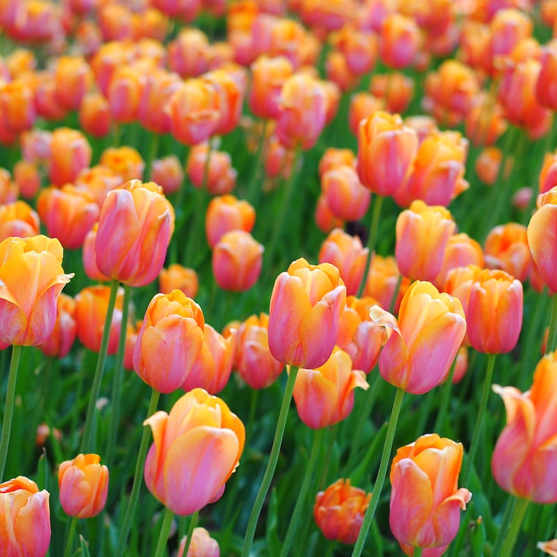 Tulip Time - Etsy