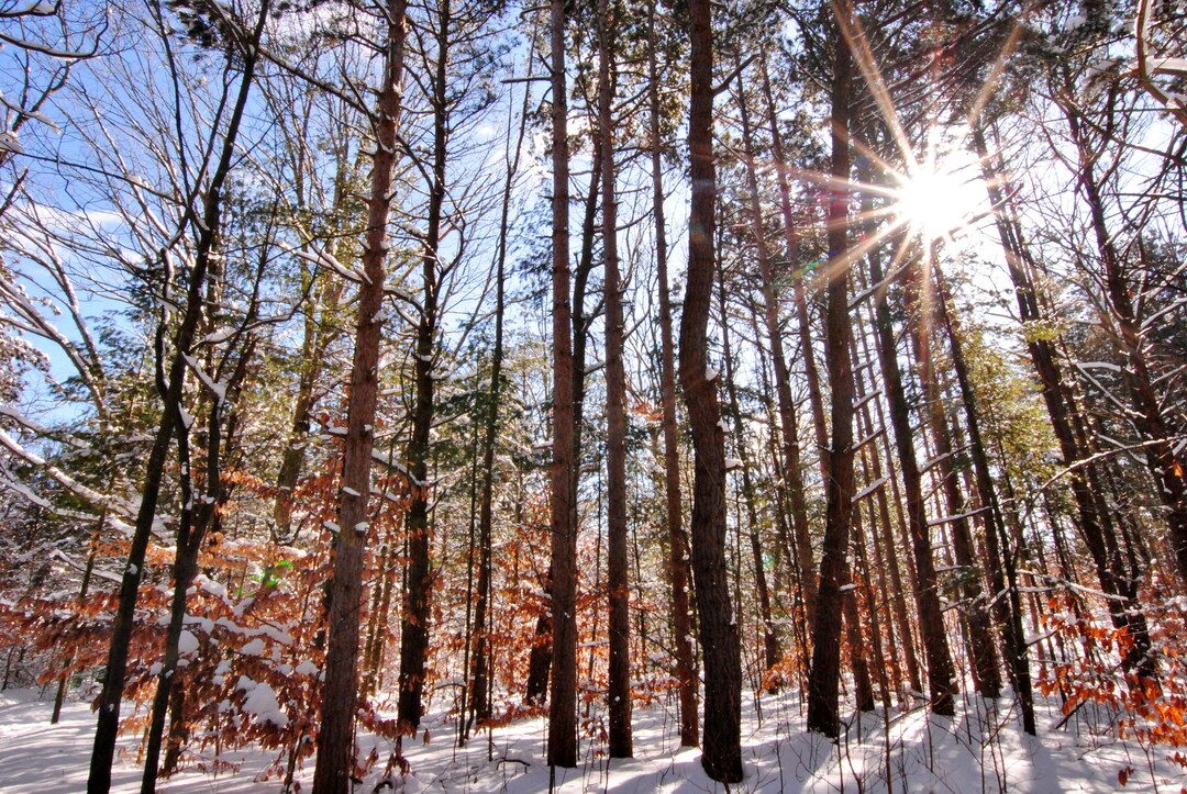 Winter Woods at Riley Trails Holland Michigan PRINT: - Etsy España