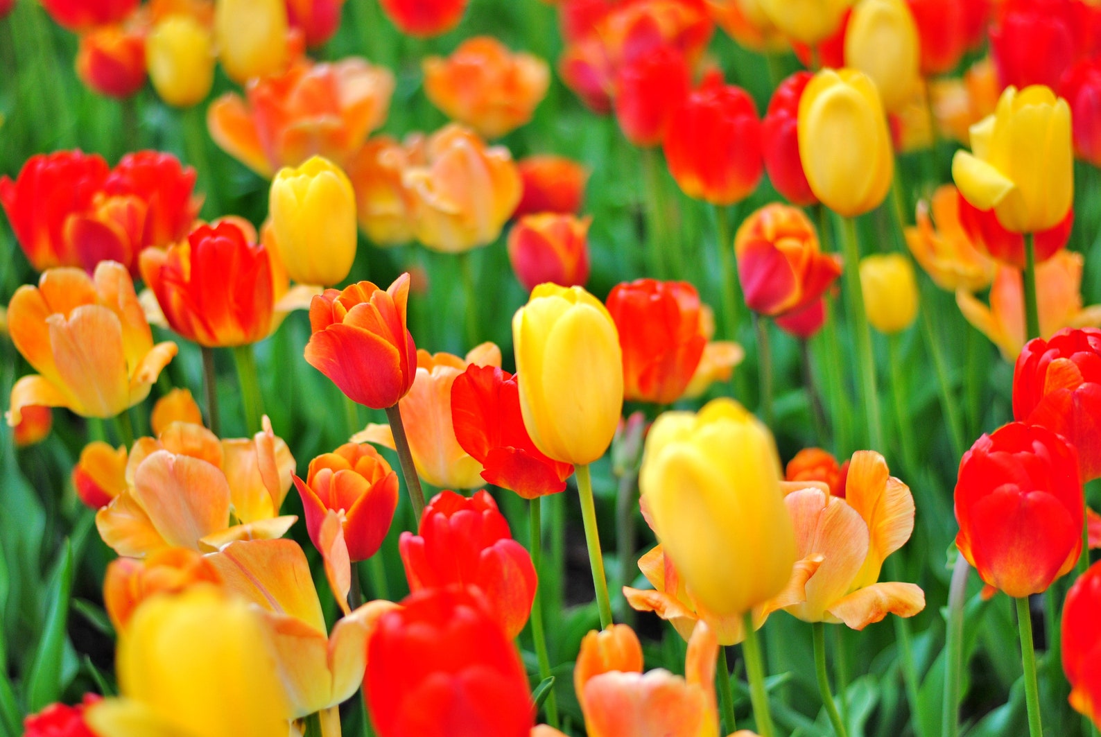 Rainbow Tulips Holland Tulip Time PRINT: Nature Photography - Etsy