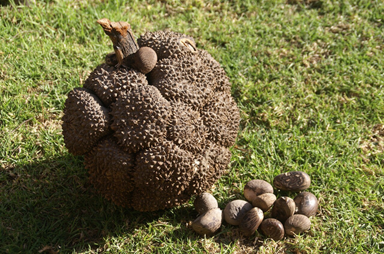 Tagua Choose the Color Tagua Beads - Etsy