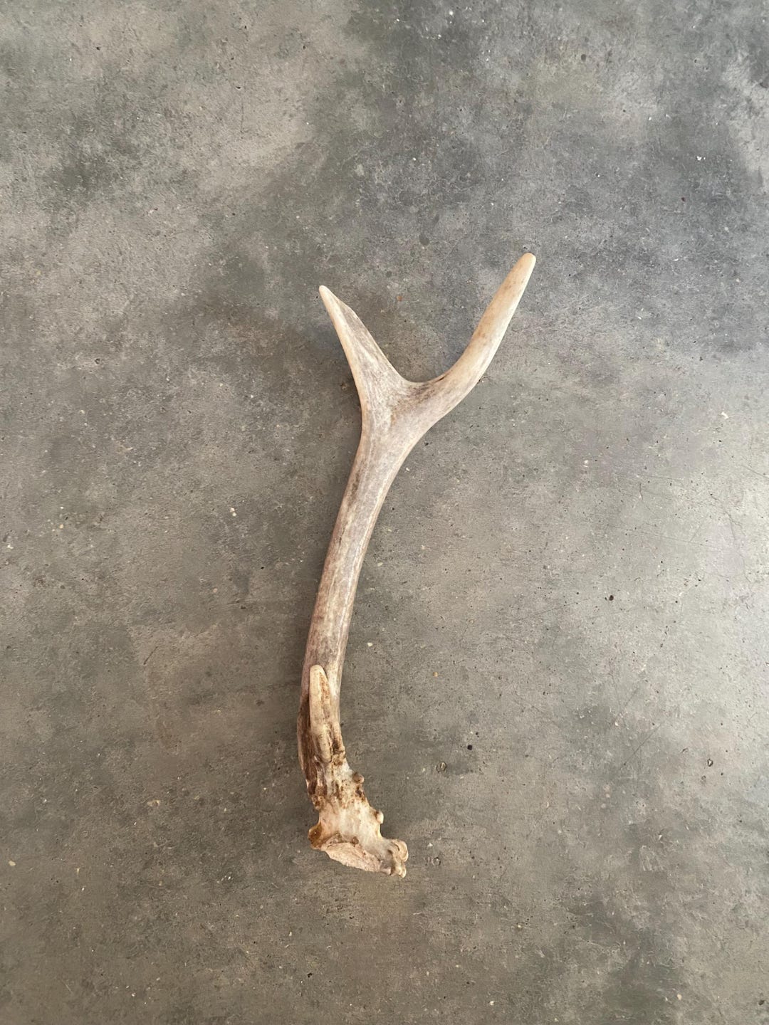 Unique Antler Deer Antler Shed - Etsy
