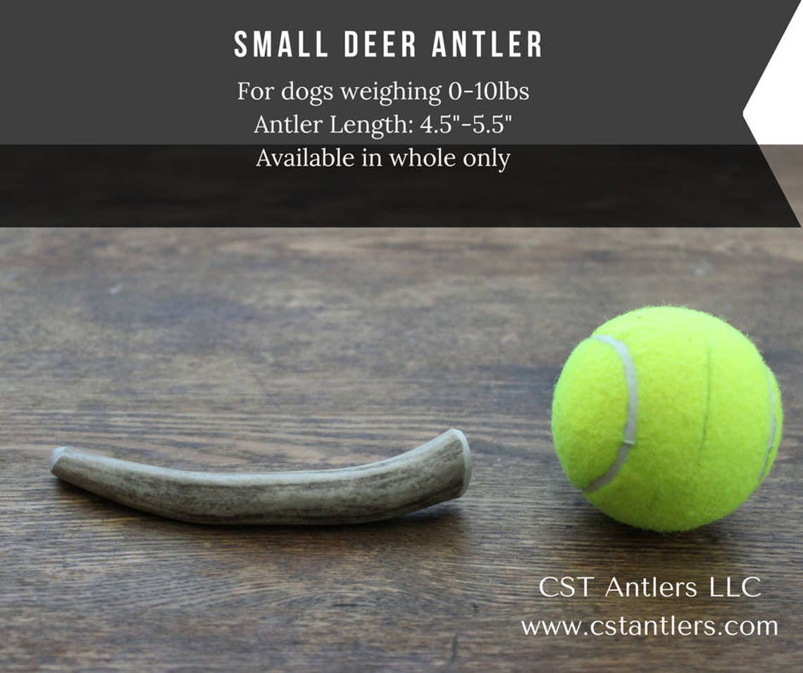 Small Deer Antler Dog Bone - Made in USA - Natural Dog Chew - Etsy