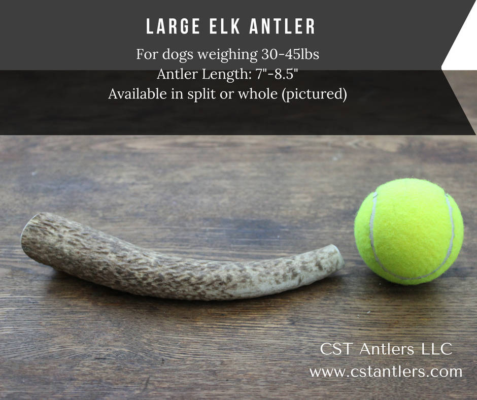 Large Whole Elk Antler Dog Bone - Made in USA - Natural Dog Chew - Etsy