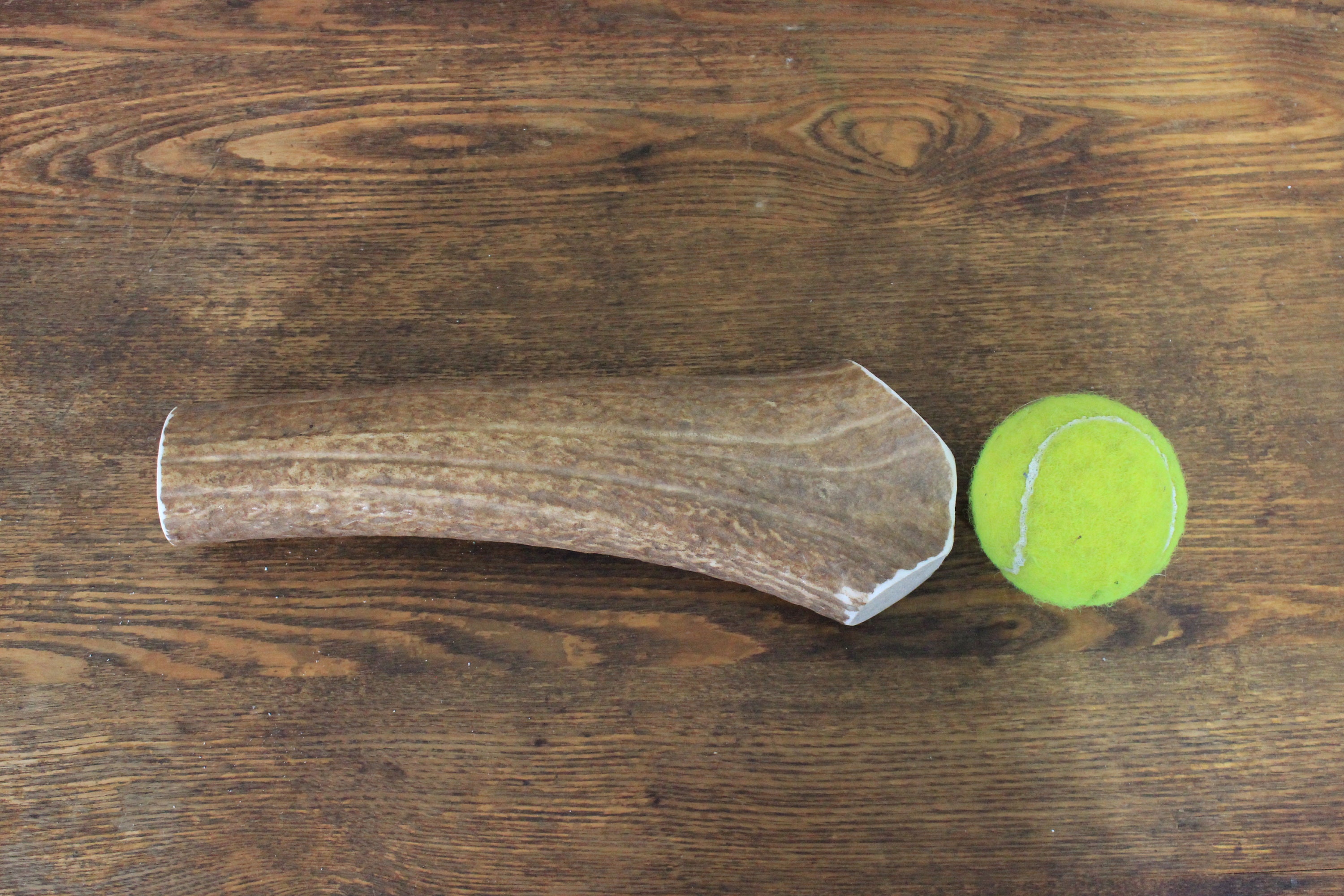 Monster Whole Elk Antler Dog Bone Made in USA Natural Dog - Etsy