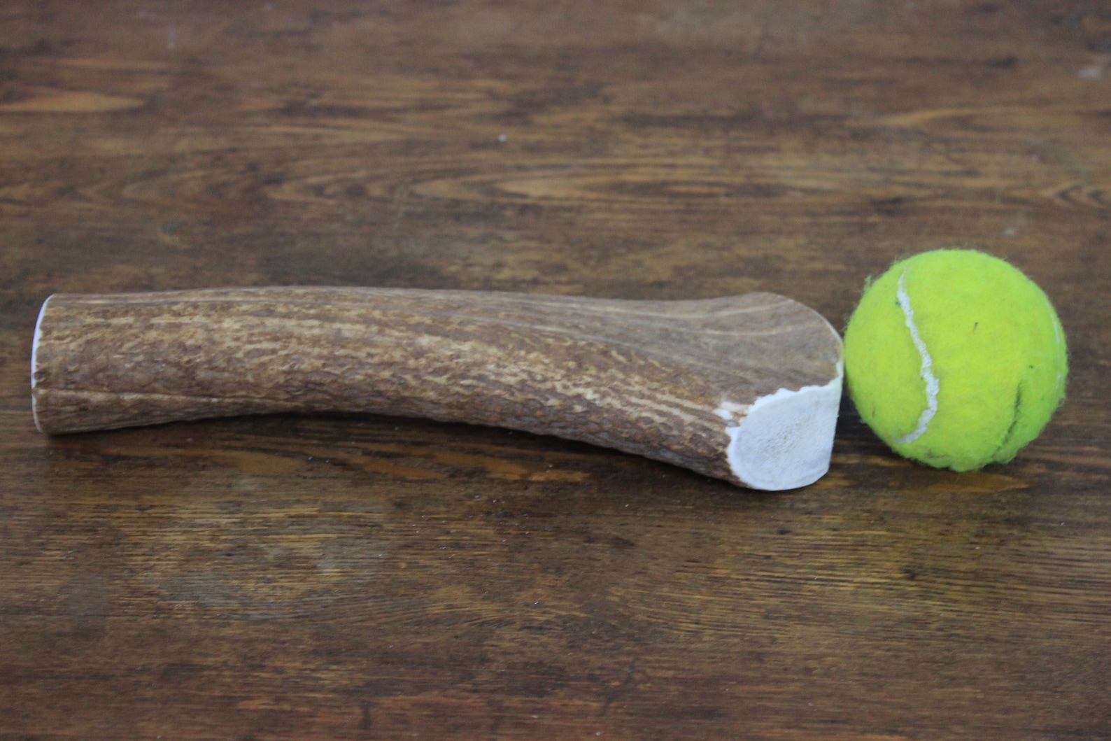 Monster Whole Elk Antler Dog Bone Made in USA Natural Dog - Etsy