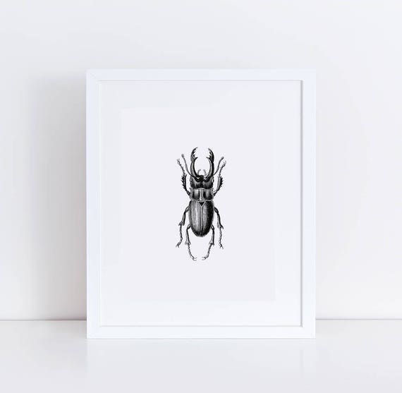 Printable Bug Art / Vintage Insect Illustration / Insect Art | Etsy
