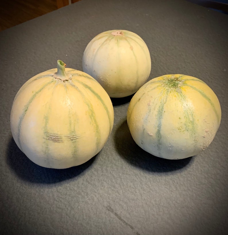 HEIRLOOM Organic Charentais Melon Seeds, FREE SHIPPING! Authentic Sweet ...