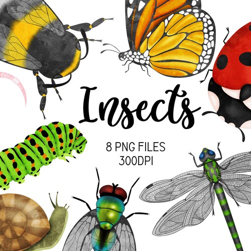 Watercolor Insects Clip Art Set - Etsy