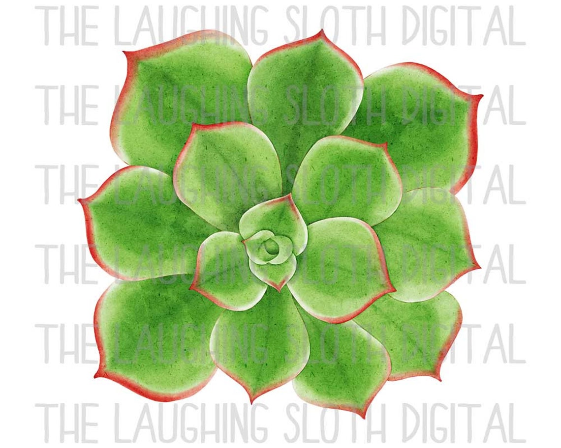 Watercolor Succulent Clip Art Watercolour Succulent Art - Etsy