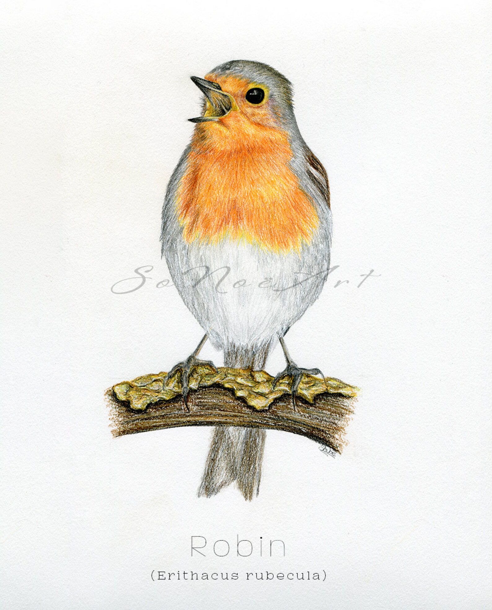 Robin Art Printable Animal Art Print Nature Poster Wall - Etsy