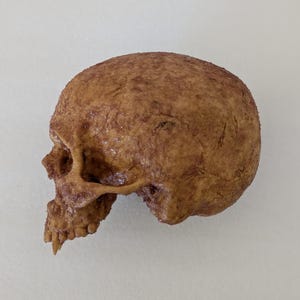 Vampire Skull WARNING Fleshy Blood and Gruesome, Adult or Child Sizes ...