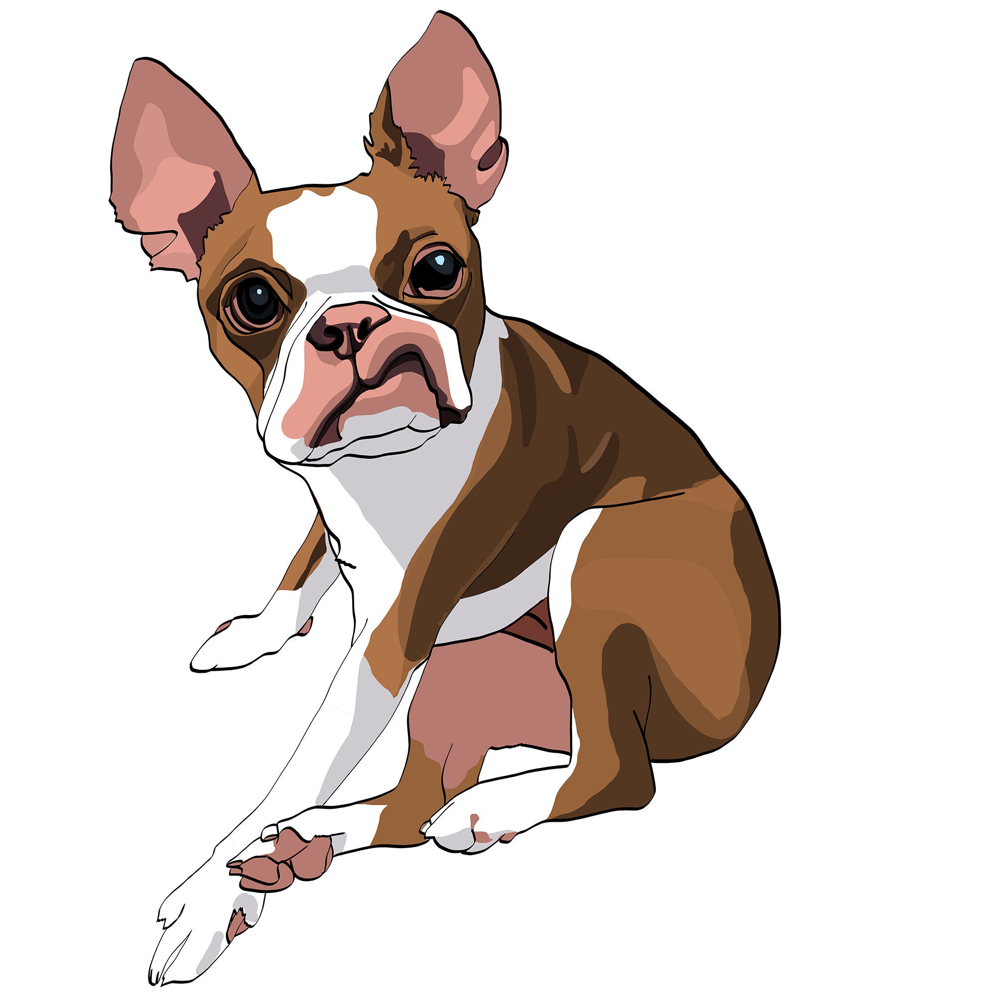 Boston Terrier Cartoon Drawing