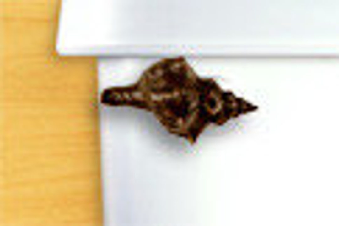 Sea Shell Toilet Handle, (flusher) Oil Rubbed Bronze Finish - Etsy