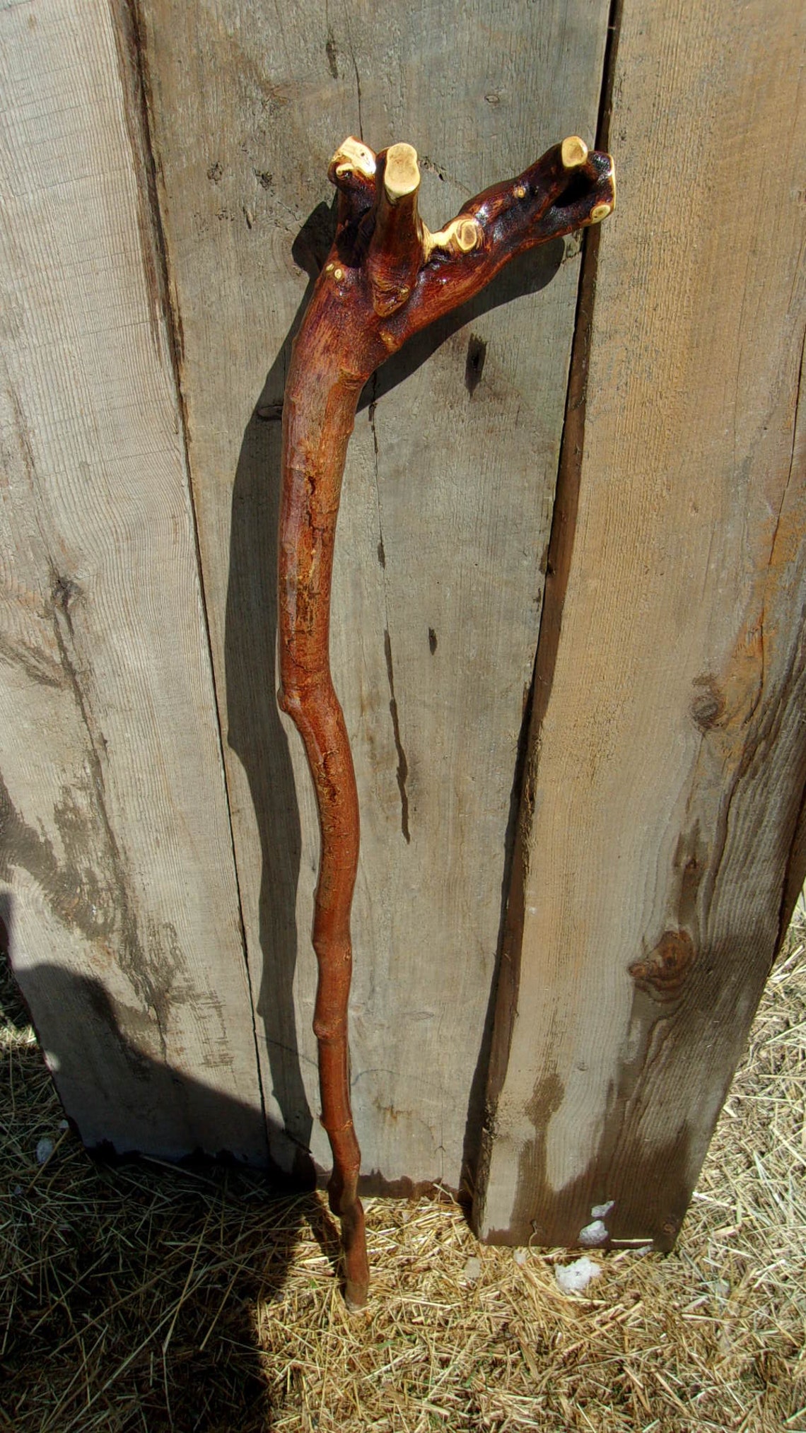 Root Handle Maple Cane for Right Hand | Etsy