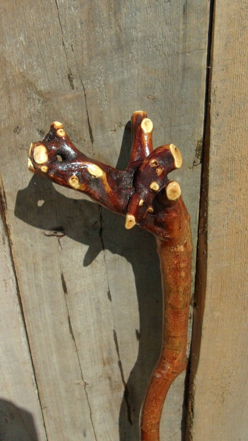 Root Handle Maple Cane for Right Hand | Etsy