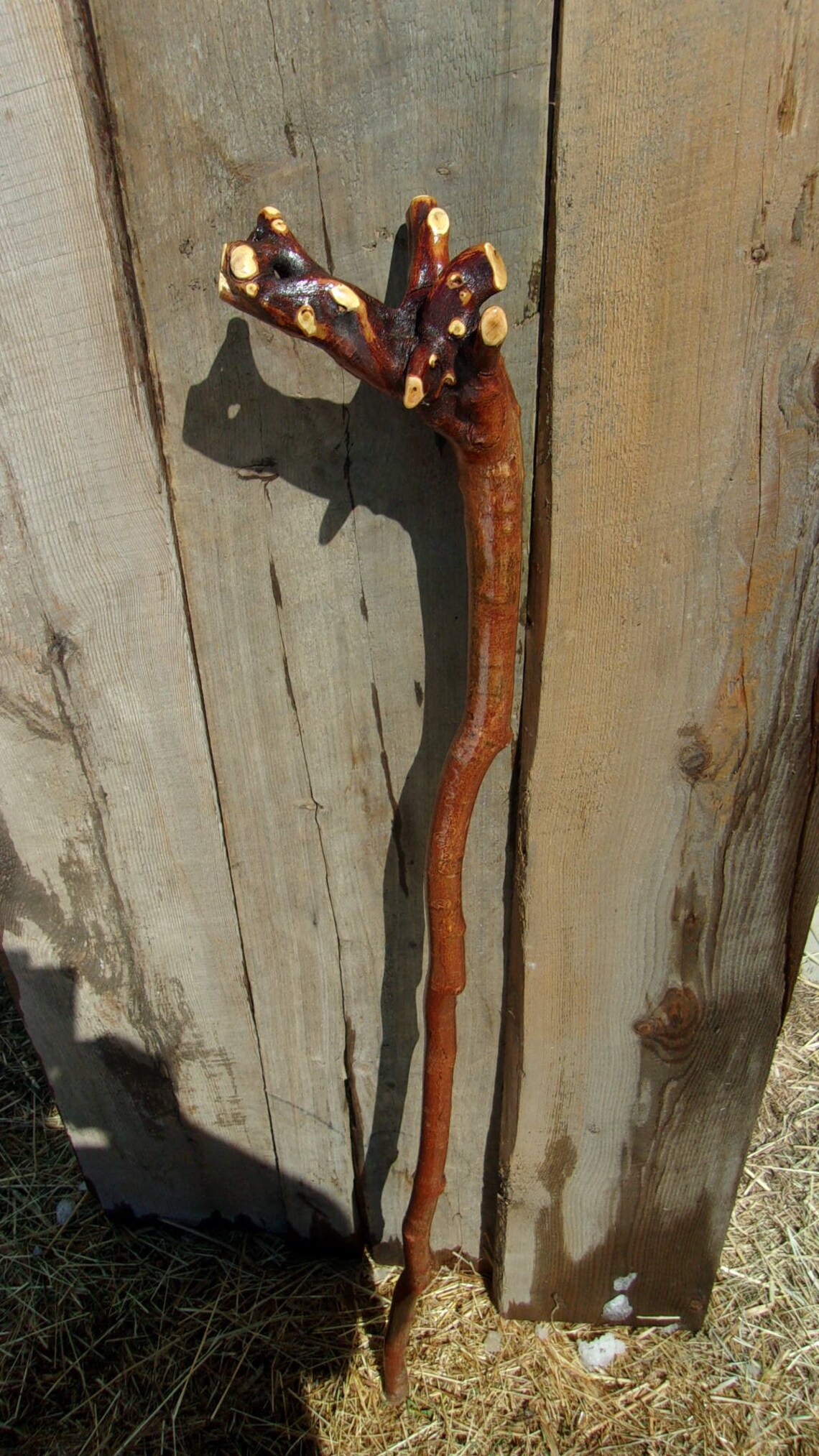 Root Handle Maple Cane for Right Hand | Etsy