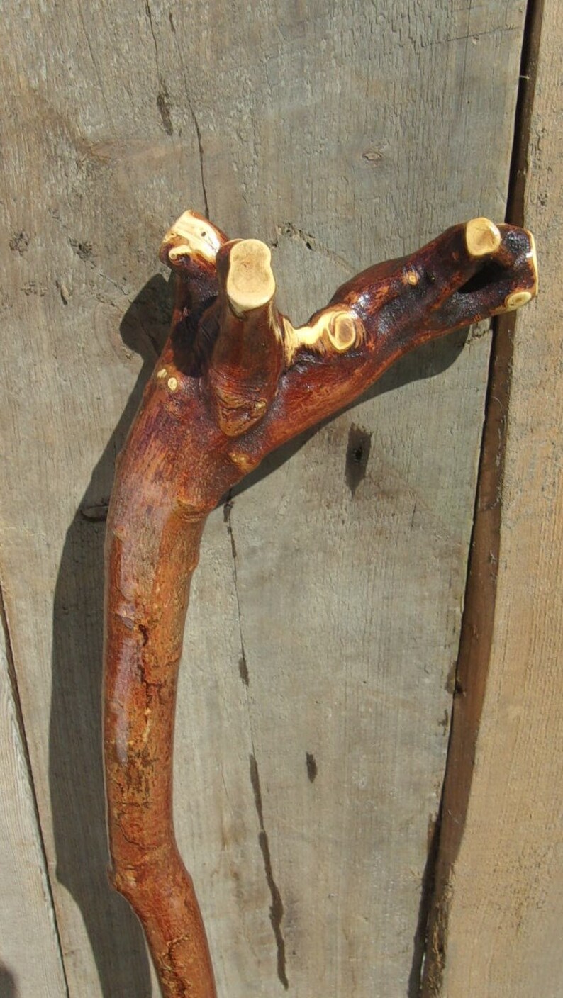 Root Handle Maple Cane for Right Hand | Etsy
