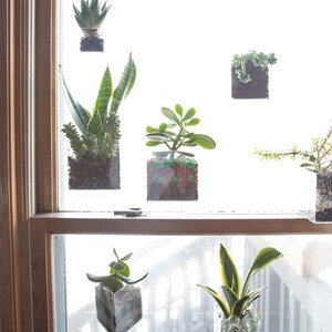 Window Planter - Clear 4 Inch Cubed Style- Suction Cup - Planter That ...