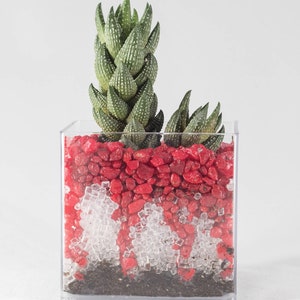 Window Planter Suction Cup 3 Inch Cube Style- Planter That Attaches to ...