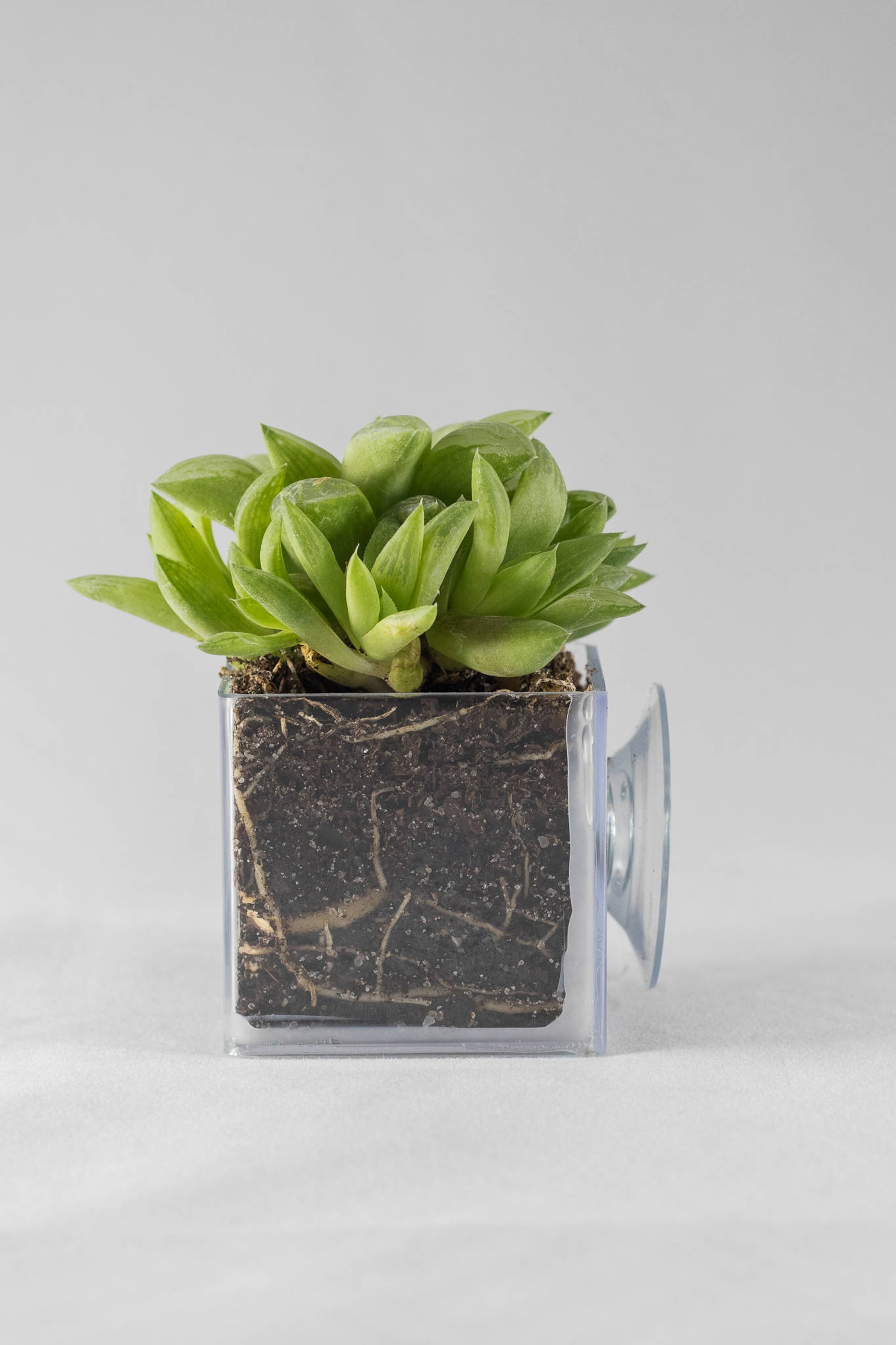 Suction Cup Window Planter 2 Inch Cube Style Planter That - Etsy