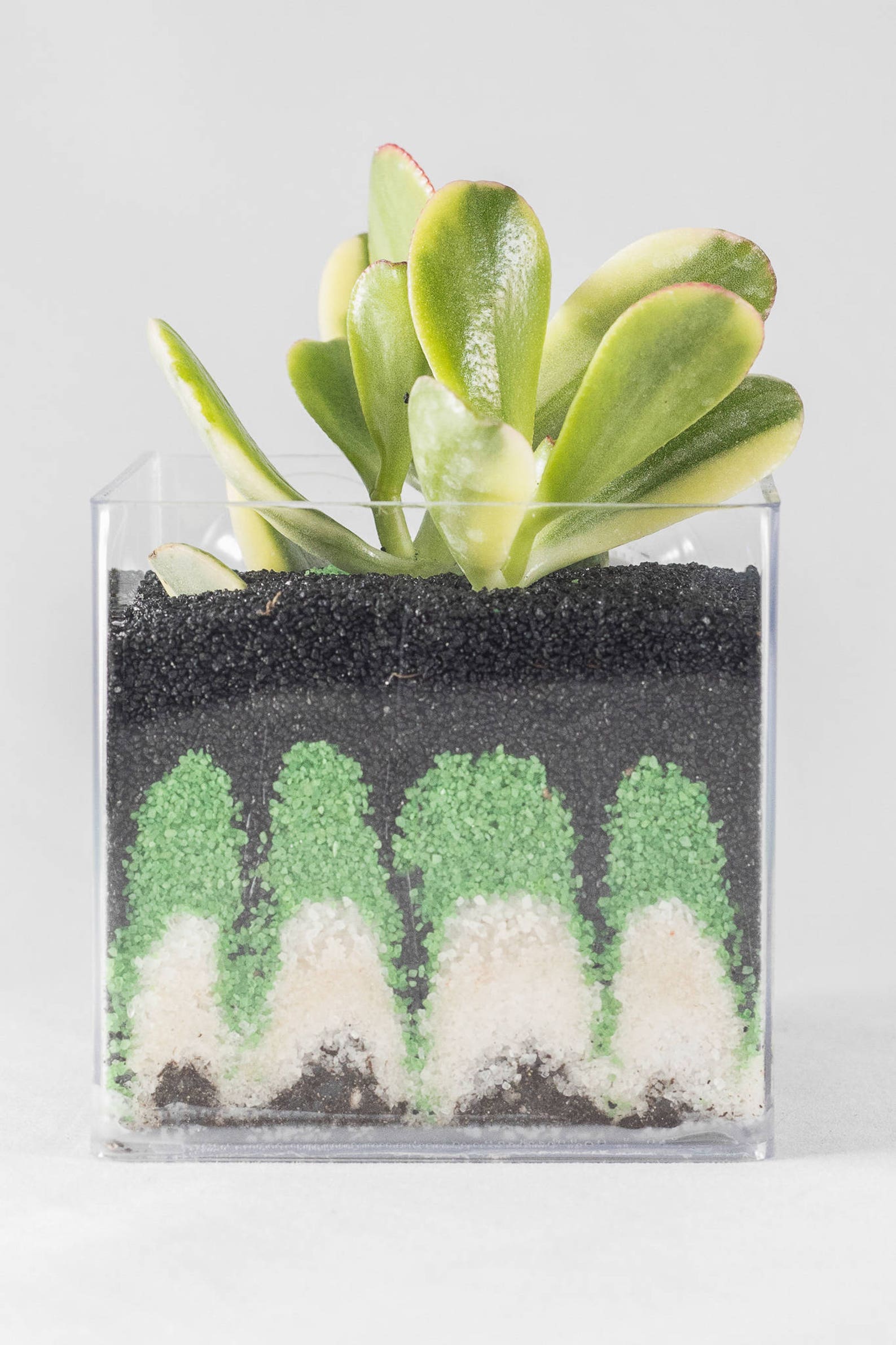 Window Planter Suction Cup 3 Inch Cube Style Planter That - Etsy