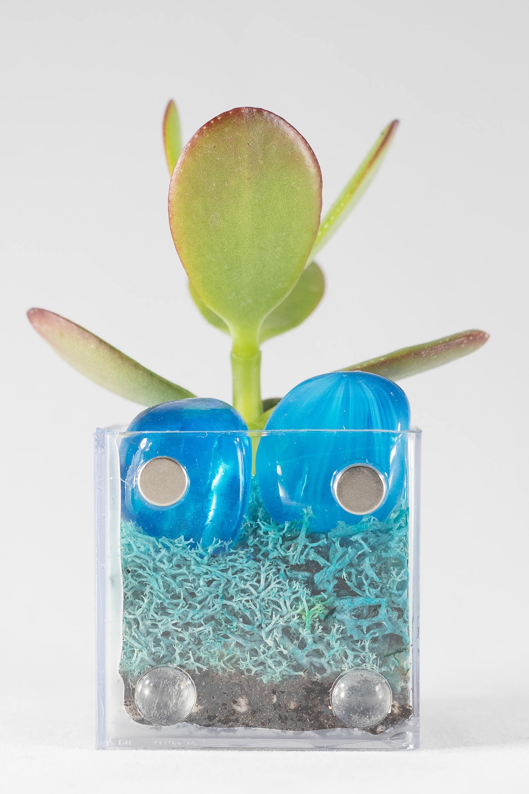 Magnetic Planter -2 Inch Cube Style- Planter That Attaches to Magnetic ...