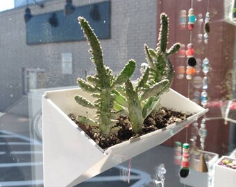 Suction Cup Window Planter Long Triangular Window Box Style | Etsy