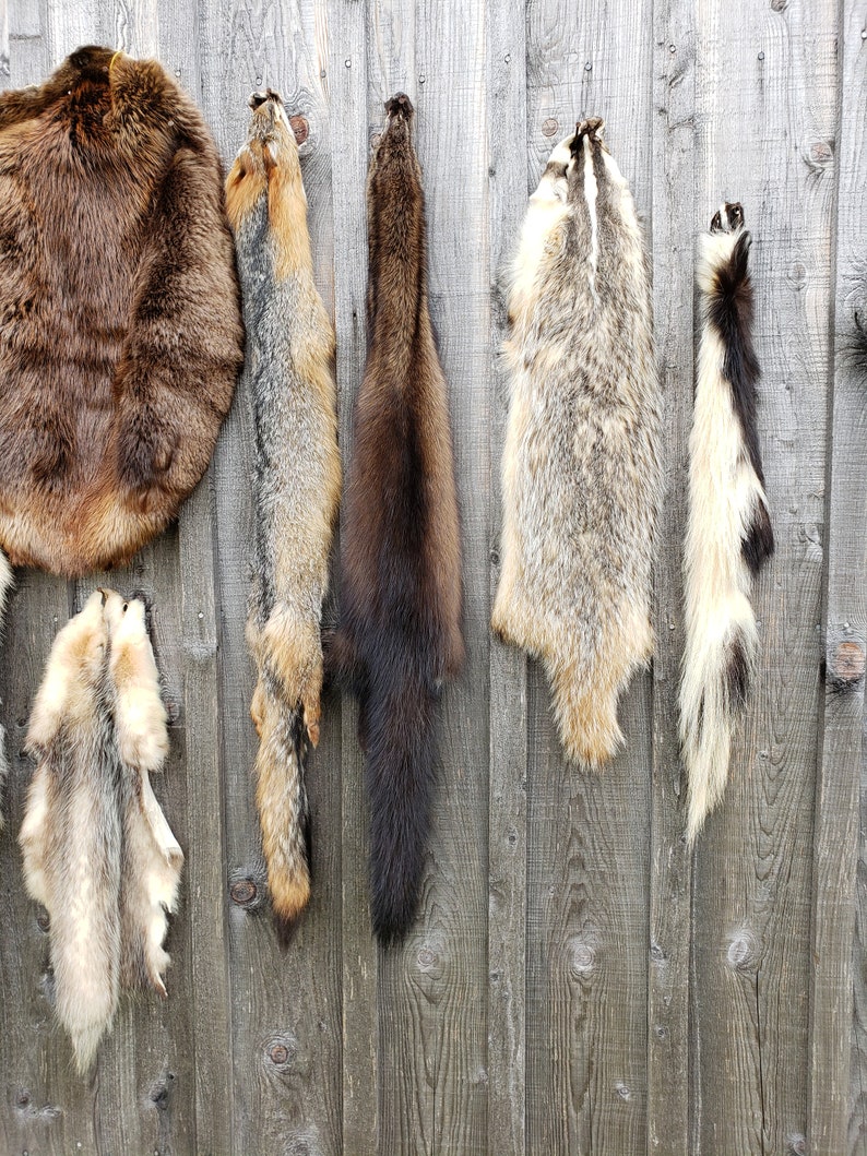 North American Wild Fur Collection Assortment of Tanned Fur | Etsy UK