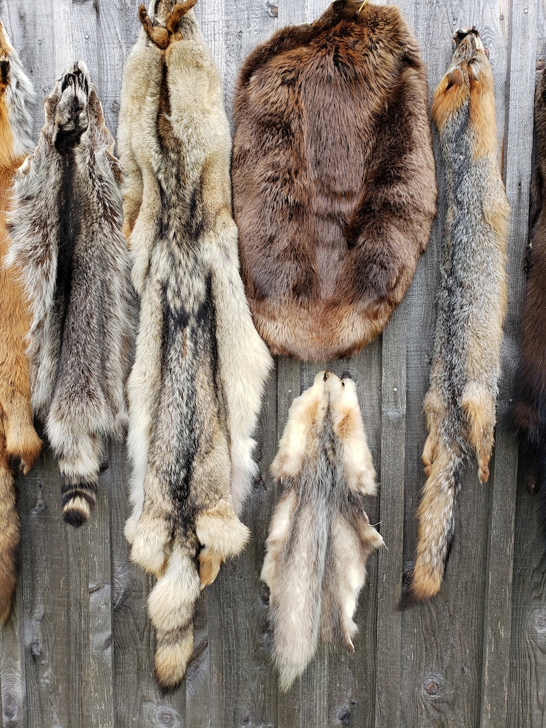 North American Wild Fur Collection Assortment of Tanned Fur | Etsy UK