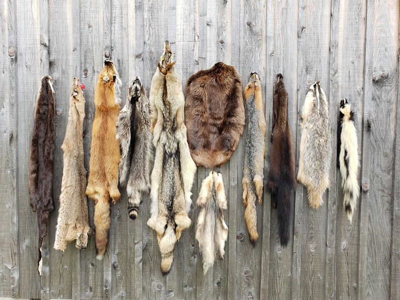 North American Wild Fur Collection Assortment of Tanned Fur | Etsy