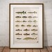 Wisconsin Native Fish Species Poster - Etsy