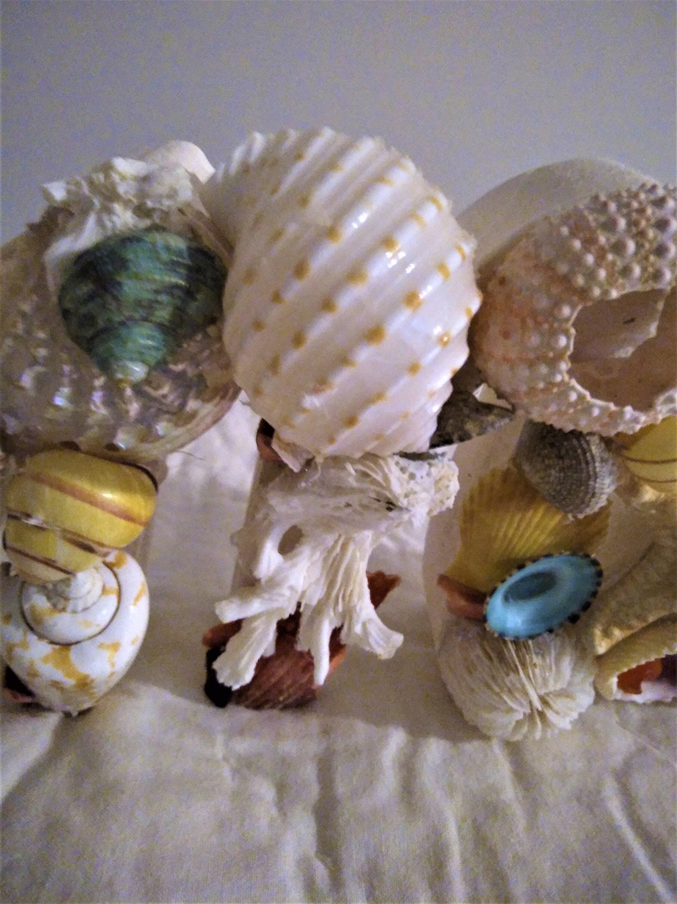 Welcome Seashell Sign Seashell Welcome Sign Coastal Decor - Etsy