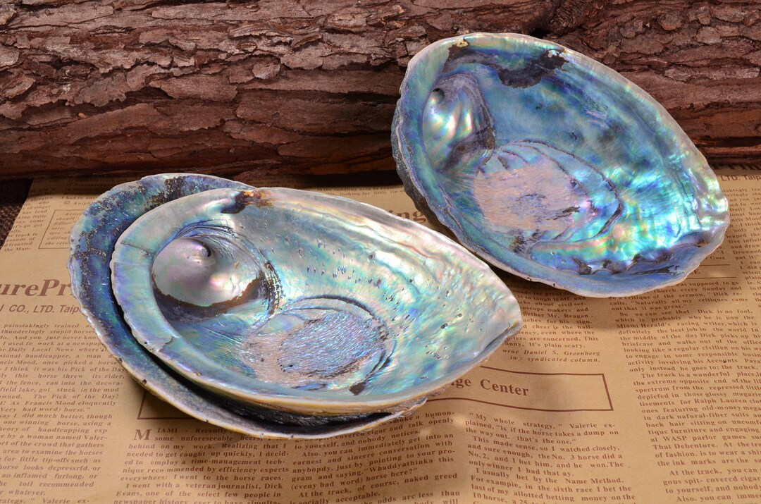 Abalone Shell,smudge Bowl,sage Dish,abalone Dish,wholesale,smudge Tools ...