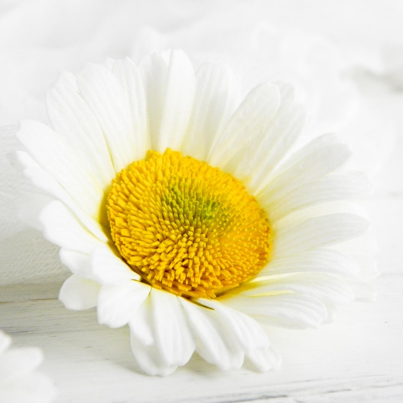 Daisy Accessories - Etsy