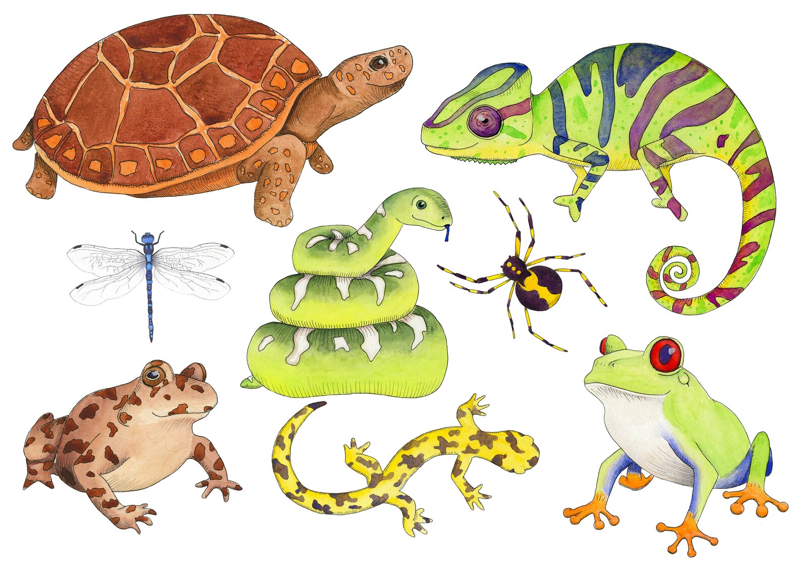 Watercolor Clipart - Animal Clipart - Watercolor Animal Clip Art ...