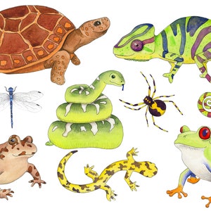 Watercolor Clipart - Animal Clipart - Watercolor Animal Clip Art ...