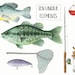 Fish Watercolor Clip Art - Fish Watercolor Clipart - Fishing Clip Art ...