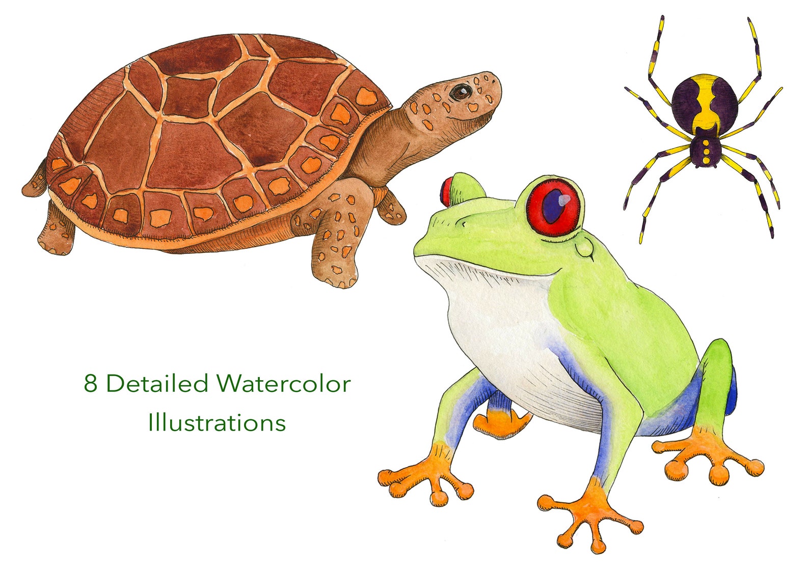 Watercolor Clipart - Animal Clipart - Watercolor Animal Clip Art ...