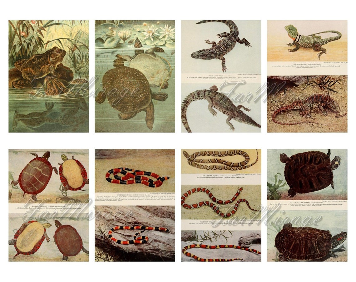 REPTILES and AMPHIBIANS Set 3 Digital Collage Sheet 40 ATC | Etsy